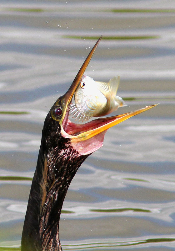 How About Some Anhingas?! The Anhinga is a water bird that fishes by ...