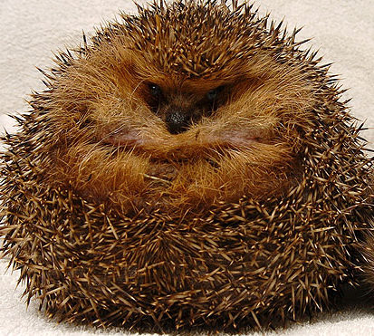 I never realized just how ugly they are even without...