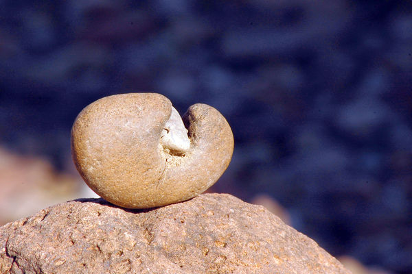 Too much LocoWeed? A lot of people take photos of clouds that look like ...