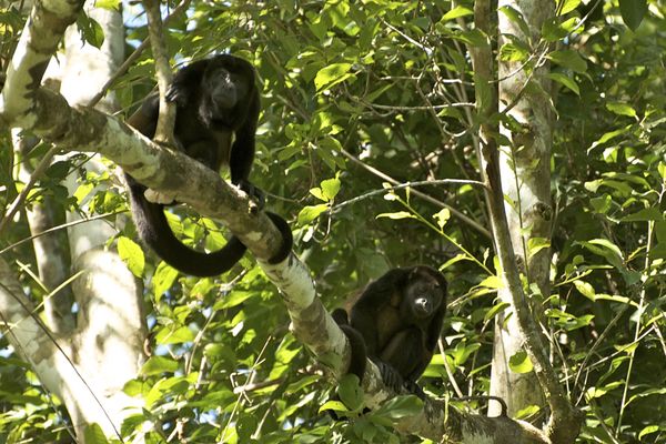 Monkeys In The Wild: A real challenge for me chasing these guys around ...