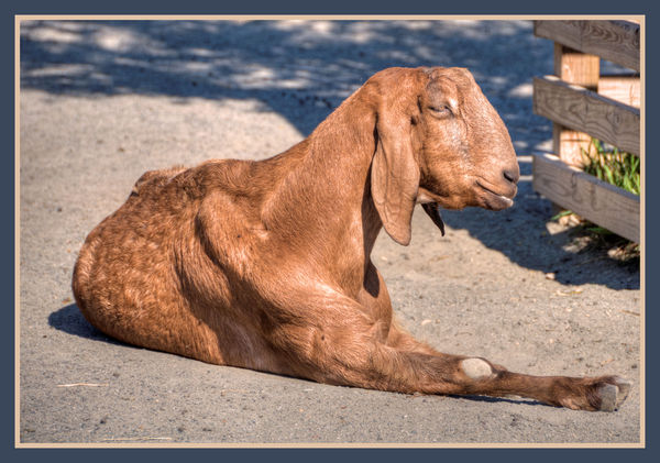 Mr Goat: Ol' lazy eyes! Enjoying the sun...