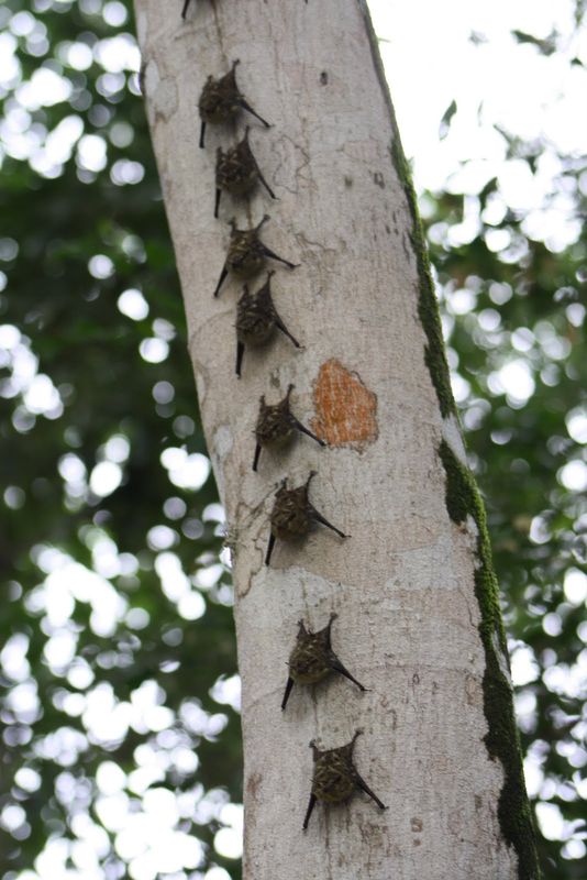Little Brown Bats: These are some Little Brown Bats in Costa Rica. They ...