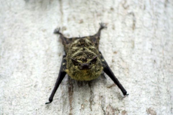 Little Brown Bats: These are some Little Brown Bats in Costa Rica. They ...