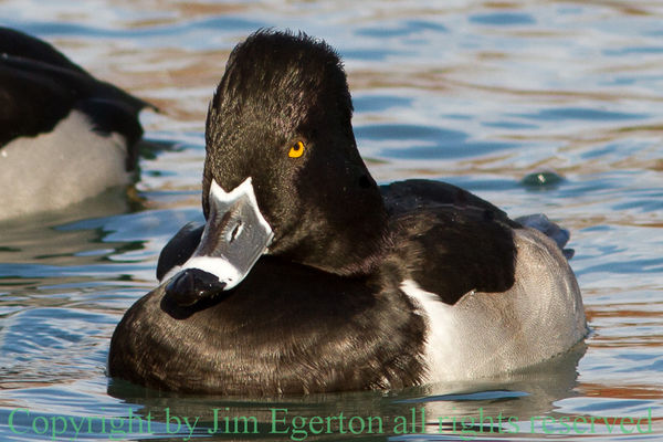 Ducks Anyone: Here's some ducks to enjoy. Taken at Temecula Duck Pond ...