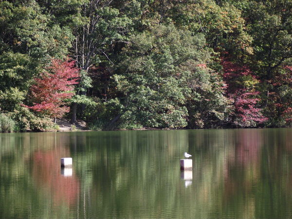 Lake @ Cheesequake State Park, NJ: Early October...