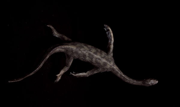 natures art #17: Someone wanted to see a neat fossil pic, well this is ...