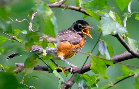 More Local Bird Photographs: Here are a few more bird photos that I ...