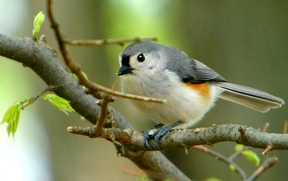 More Local Bird Photographs: Here are a few more bird photos that I ...