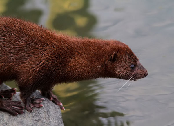 American Mink: I was watching these wild mink popping up out of the ...
