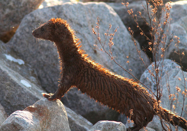 American Mink: I was watching these wild mink popping up out of the ...