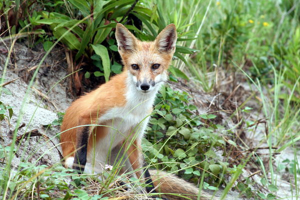 Red Fox at Brigantine: Brigantine, NJ is an island adjacent and north ...