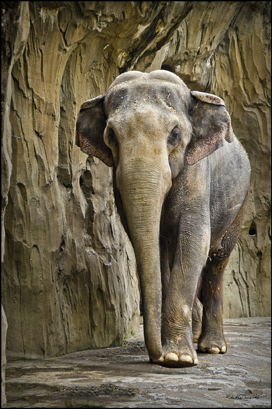 Portland Zoo Animals: In retirement I love to walk the paths of the ...