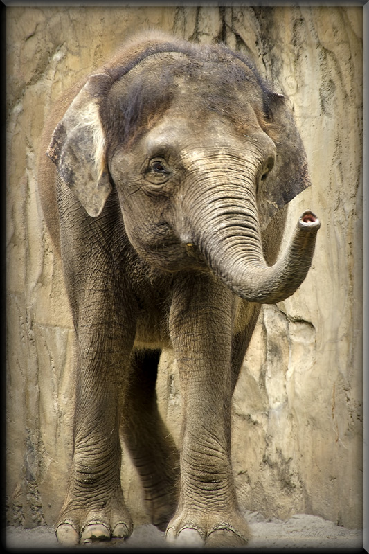 Elephants at the Portland, OR Zoo: Elephants are always cool to ...
