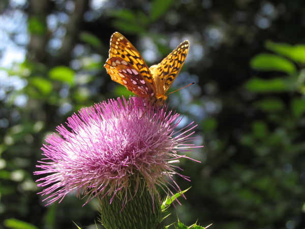 more butterflies: These were taken in my backyard.