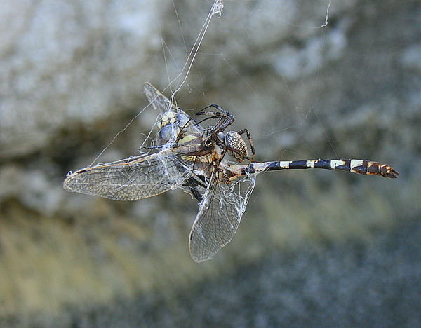 Pyramid Lake Nevada. Dragonflies and Spiders: I Love dragonflys but so ...