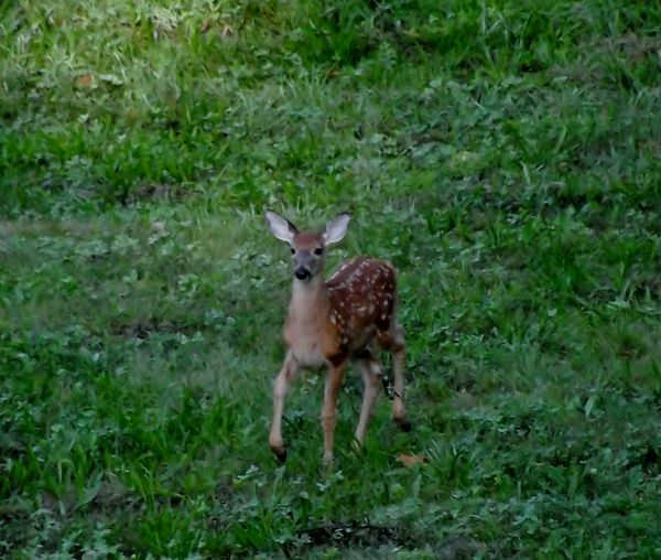 Baby deer,fox & flower: The deer is a little OFF,but sooo cute!