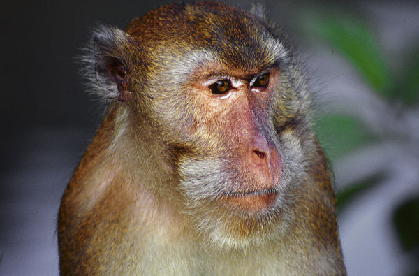 Thailand Monkeys: I've shared some of the images from Bangkok and ...
