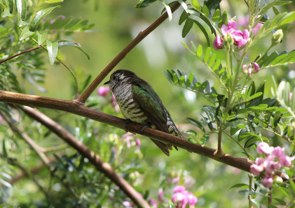 Shining Cuckoo: A very rare bird in my experience - I've never seen one ...