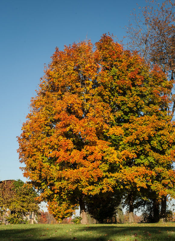 Maple tree, fall colors in southern Indiana: 50mm prime lens, CP, iso ...