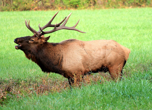 Elk in Cherokee NC: Just got back from vacation and had to post soem ...