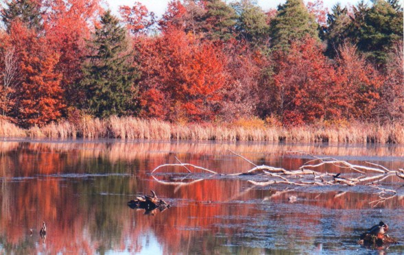 My favorite bird preserve: This is Sandy Ridge Reservation in North ...