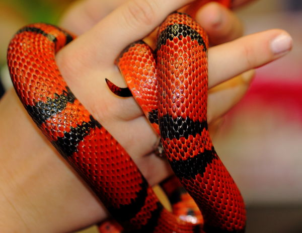 Snake Gator: Reptiles...