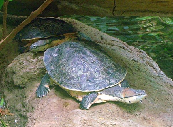 Turtles in the Rainforest: These two are in Cleveland zoo's Rainforest ...