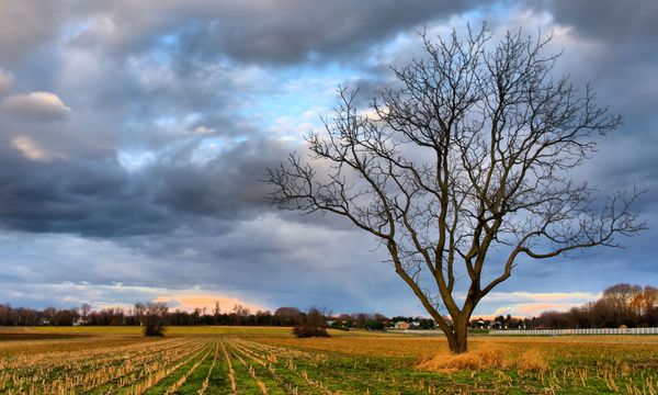 Craggy Tree: I noticed this Craggy tree alone in a field awhile back ...