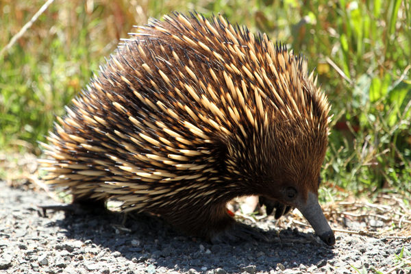 Australian Wild Animals: Here are some Australia wild Native animals ...