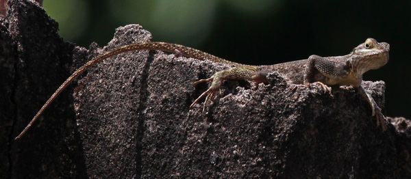 Lizards and Dove: The Lizard is also known as the 'West African Rainbow ...