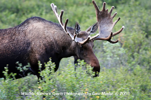 Alaska Moose in velvet (6)