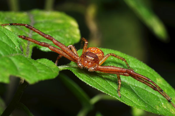 Red Crab Spider: Found a crab spider today...