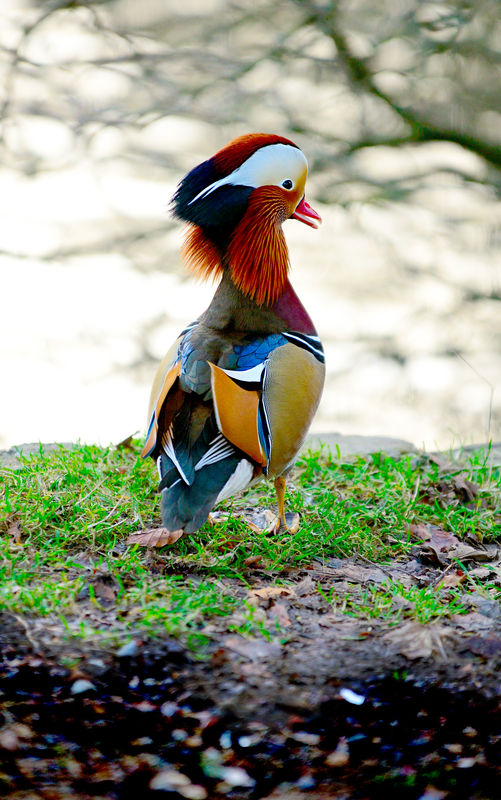 Dogs and Mandarin Ducks in the Park: Walk on the park Broke the golden ...