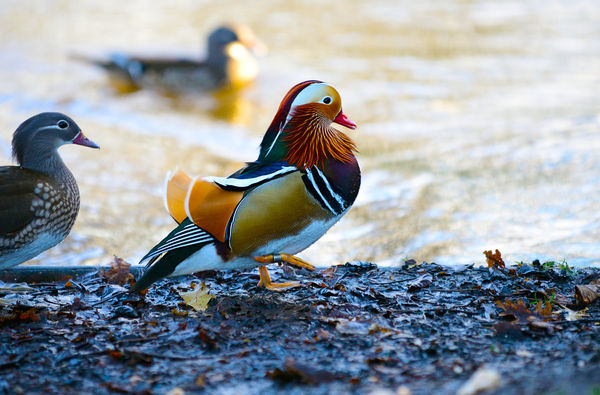 Dogs and Mandarin Ducks in the Park: Walk on the park Broke the golden ...