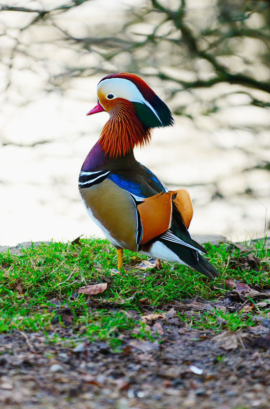 Dogs and Mandarin Ducks in the Park: Walk on the park Broke the golden ...
