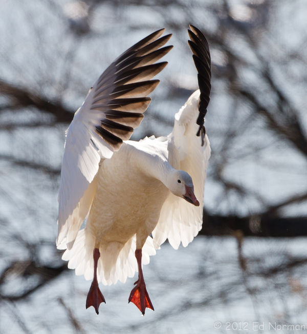 Snow Geese in Central PA: As some of you have figured out, I am an avid ...