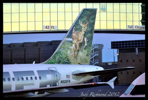 Frontier Airline's Tail fin and wing tip Animals: I entertained myself ...