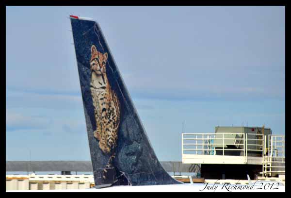 Frontier Airline's Tail fin and wing tip Animals: I entertained myself ...