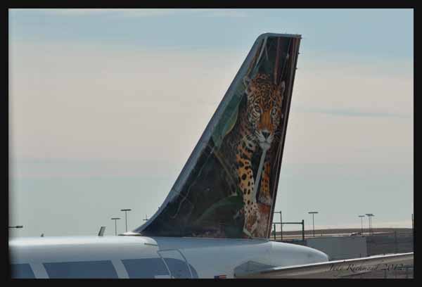 Frontier Airline's Tail fin and wing tip Animals: I entertained myself ...