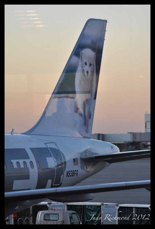 Frontier Airline's Tail fin and wing tip Animals: I entertained myself ...