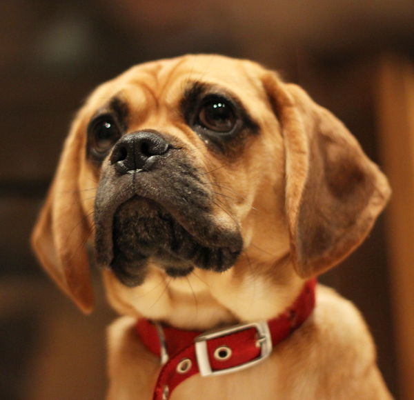 Bella the puggle pup: Have been doing some more experimenting with my ...