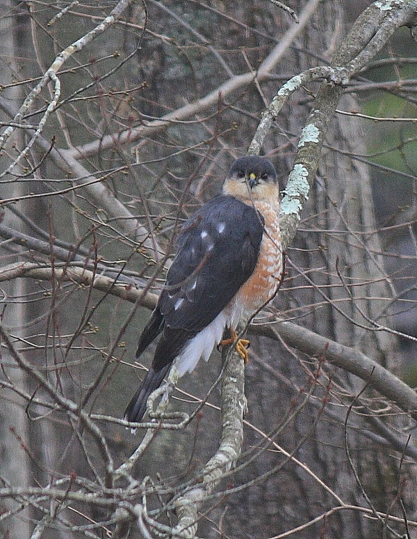the "real" hawk! Taken from my deck.