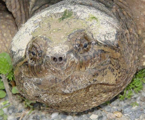 Snapper: This is one ugly Turtle...