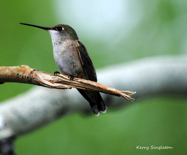 Hummingbird: Hummingbird...