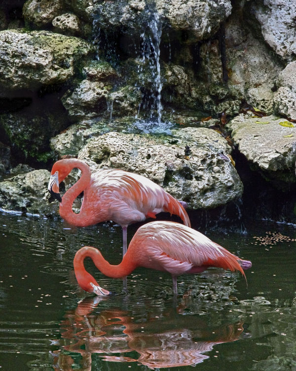 Flamingo Gardens: Here are a couple of photos I took this past weekend ...