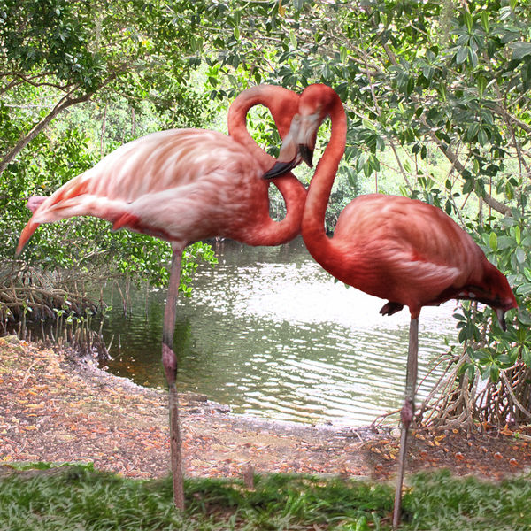 Flamingo Gardens: Here are a couple of photos I took this past weekend ...