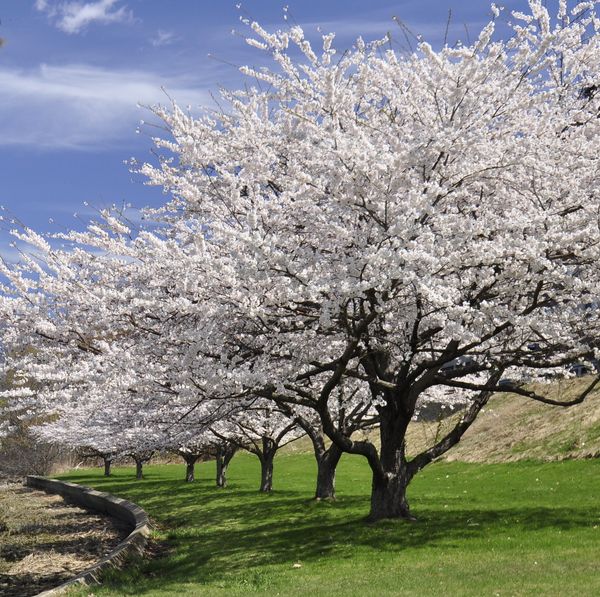 Cherry Blossoms-Portsmouth NH: Cherry Trees-Located at the Portsmouth ...
