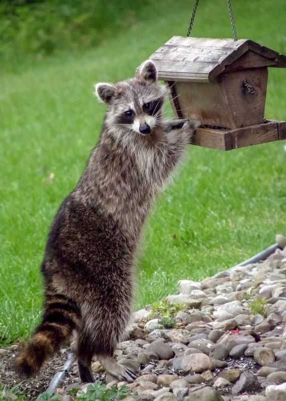 Rockett the Raccoon: It's been a while since I've seen any Raccoons up ...