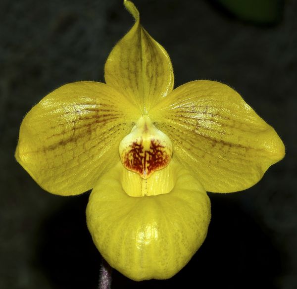 Out Of Focus Flowers: Been thinking about this for a week or so.... In ...