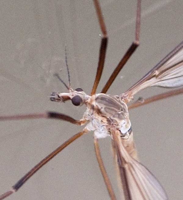 Daddy Long Legs (Crane fly): This is your normal run of the mill Daddy ...